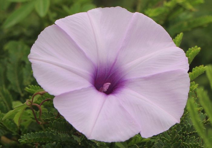 Ipomoea cairica var. cairica | PlantZAfrica